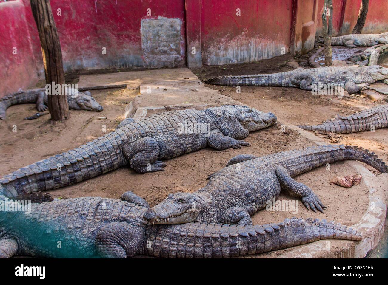 Crocodiles sitting in an enclosure in Chennai Stock Photo - Alamy