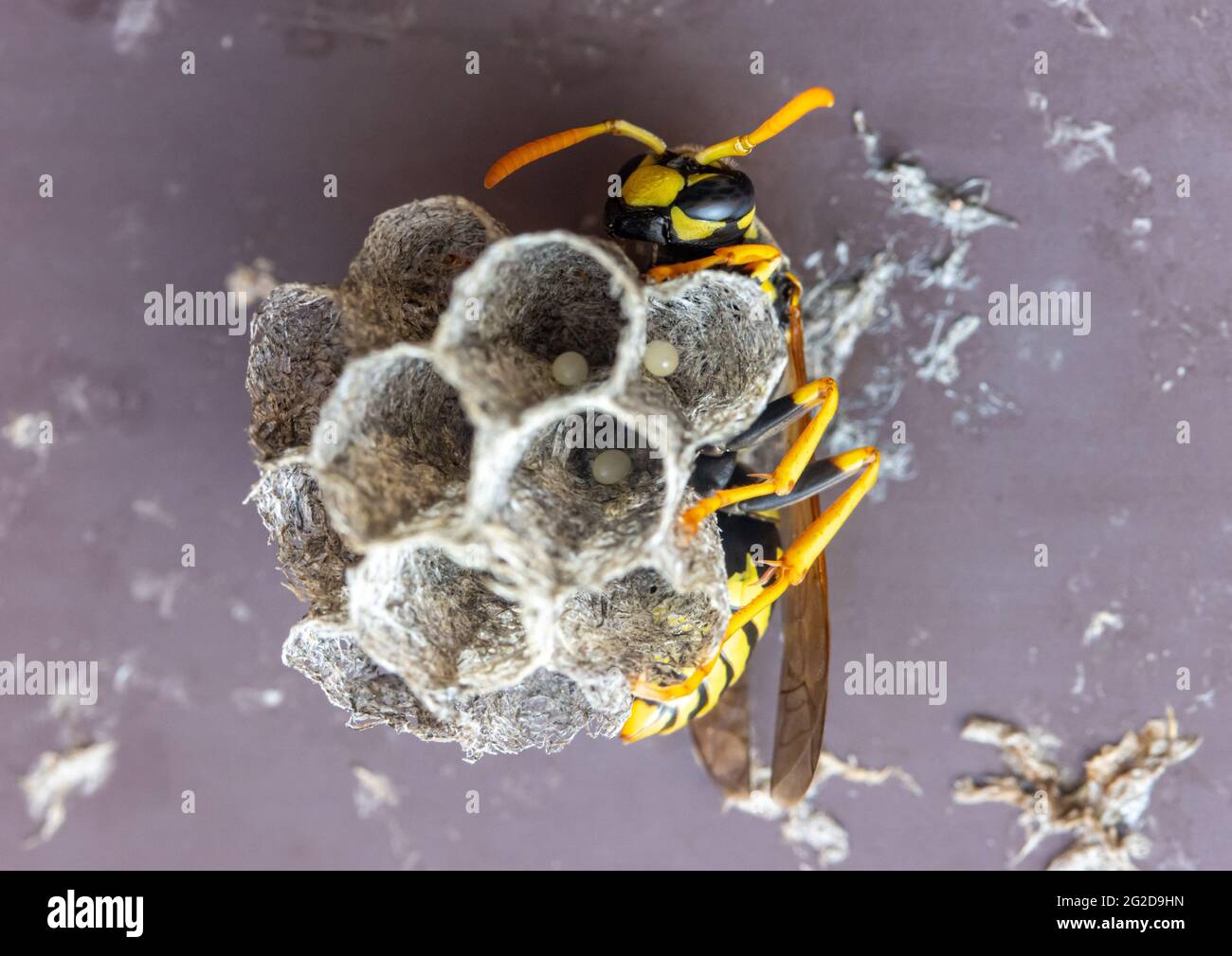 Queen larvae hi-res stock photography and images - Alamy