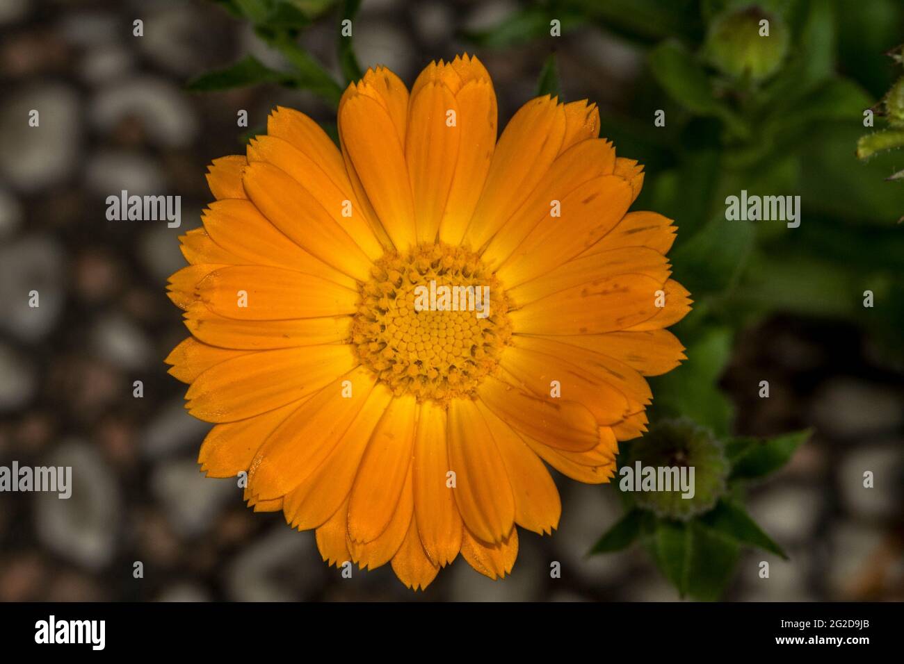 Most beautiful marigold flower hi-res stock photography and images - Alamy