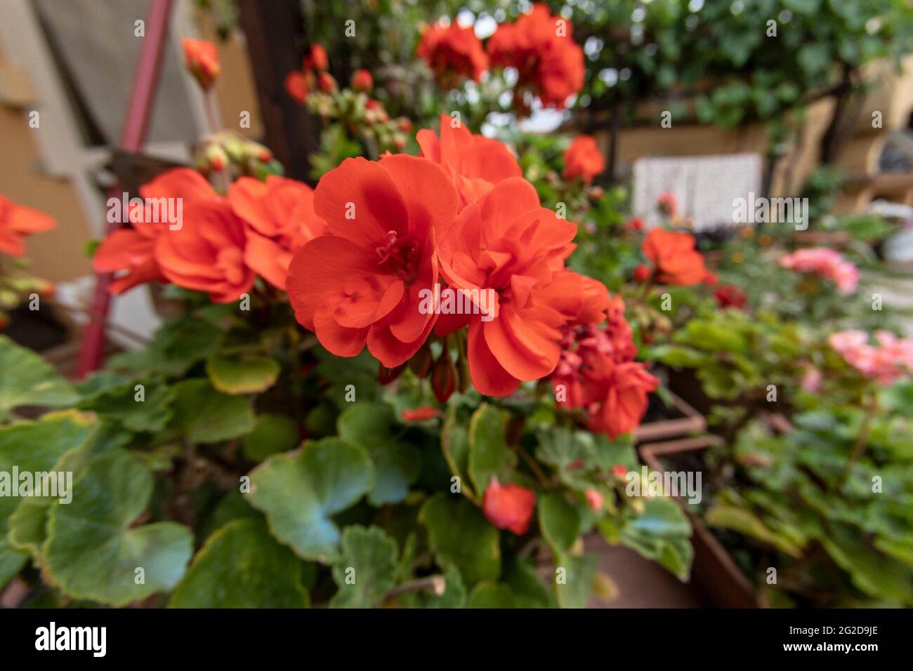 Geraniums botany hi-res stock photography and images - Alamy