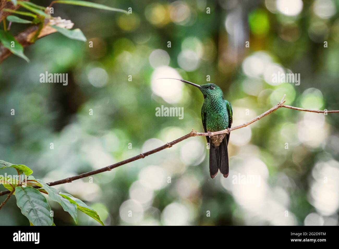 Colourful hummingbird in Costa Rica Stock Photo - Alamy