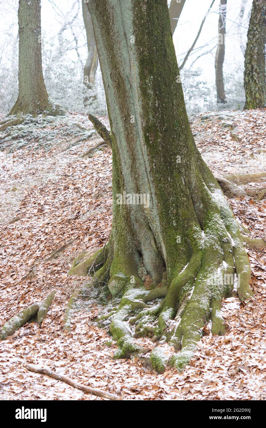 Tree covered with frost in the forest Stock Photo - Alamy