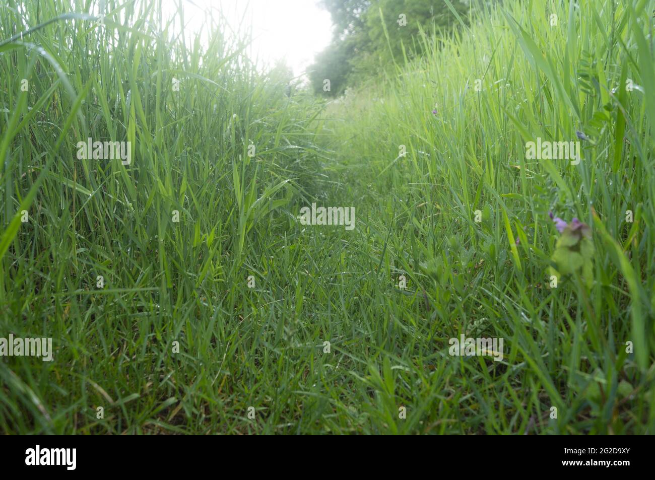 Closeup of an alley in between grass straws and weeds in the forest ...