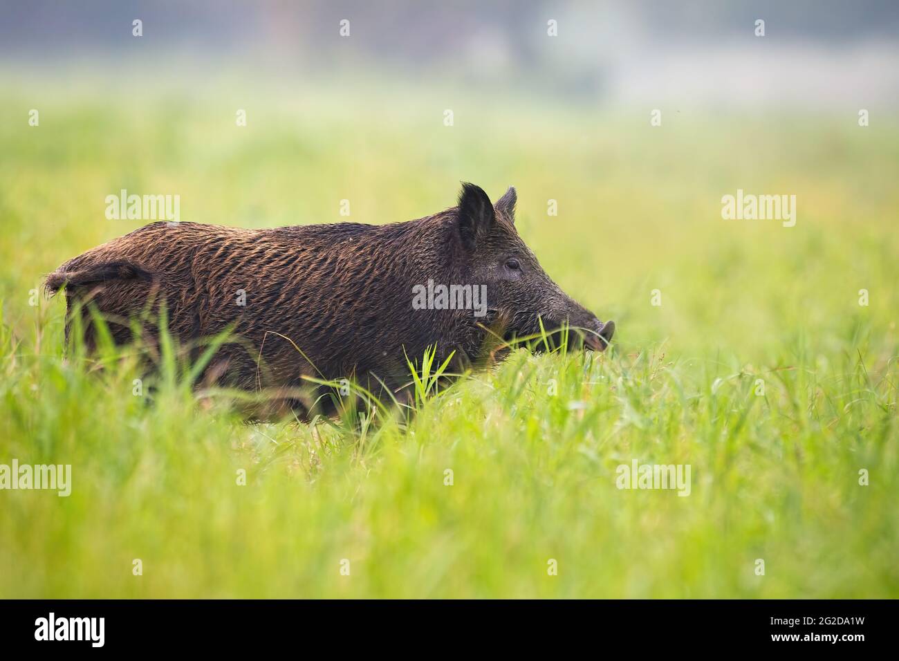 Side profile wild boar sus hi-res stock photography and images - Alamy