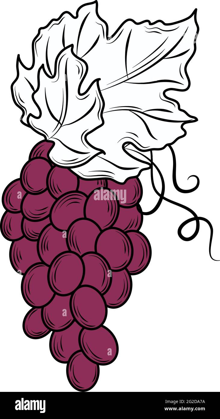 bunch grapes fruit Stock Vector Image & Art - Alamy