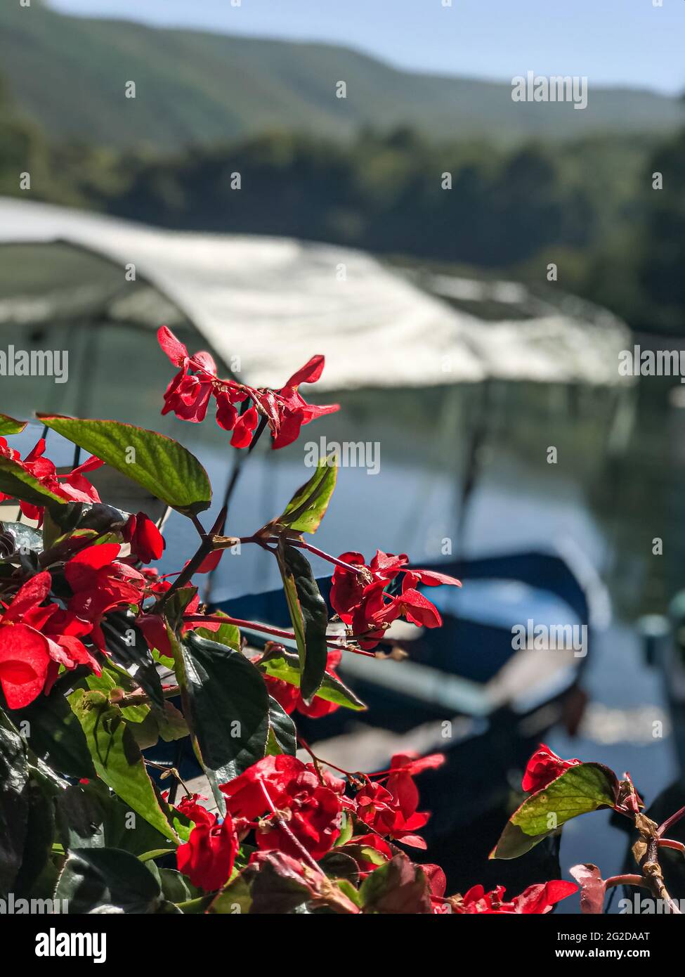 beautiul red flowers near the pond, red blossom by the lake Stock Photo ...