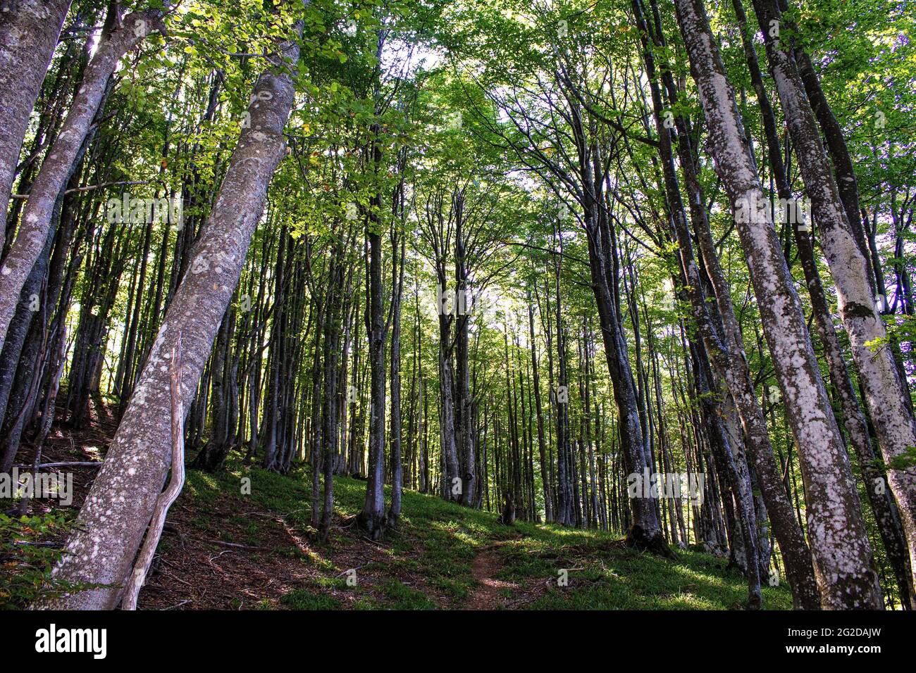 A low angle shot of magnificent tall trees captured on a hill in a ...