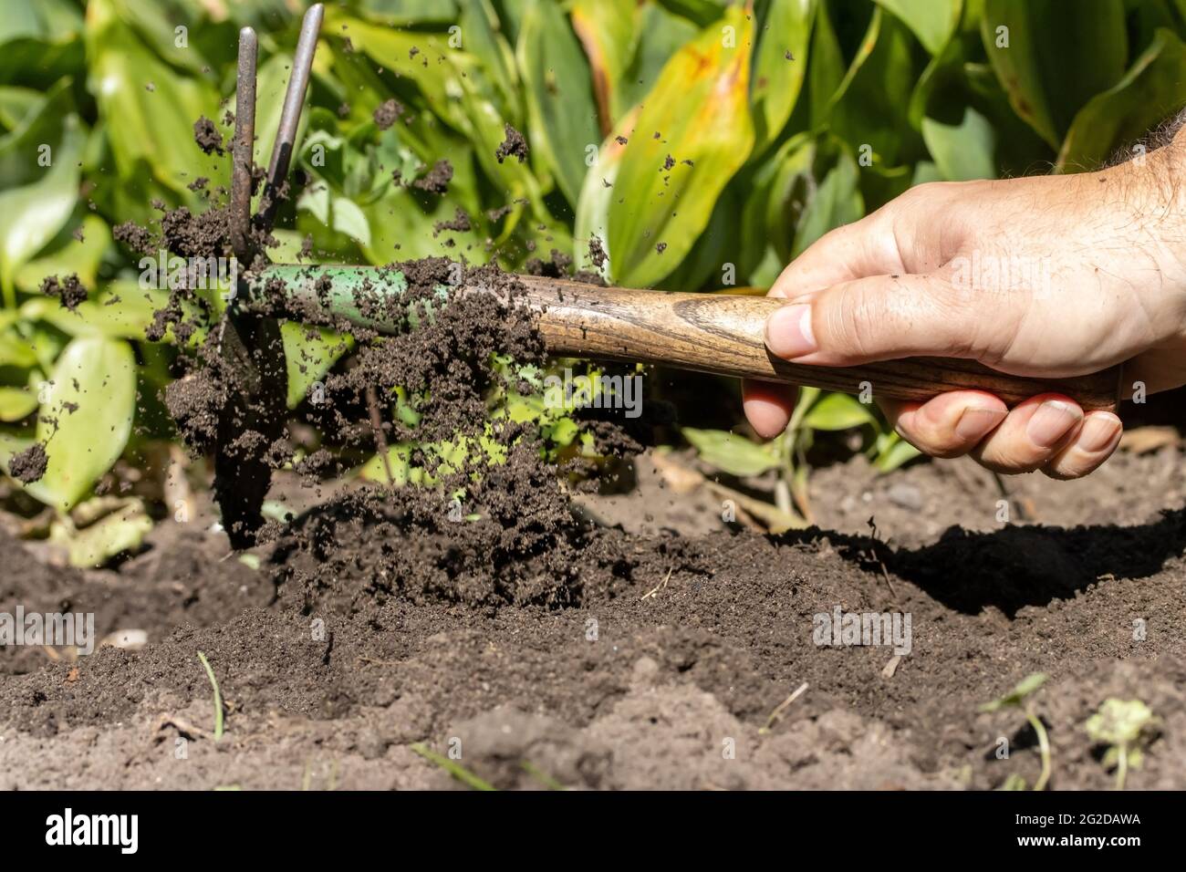 The garden work with a hoe on a flower-bed with flying soil from ...
