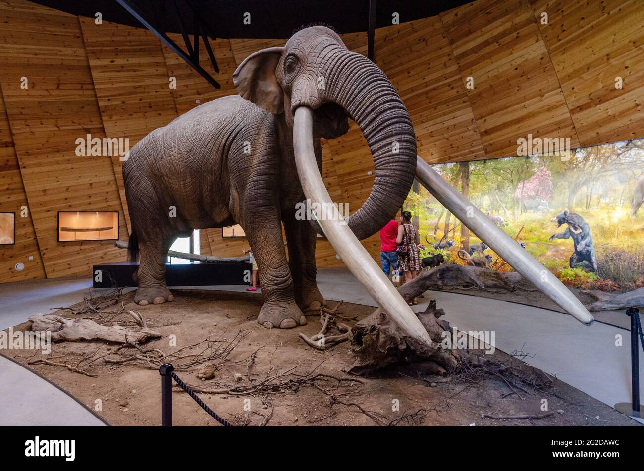 Full-scale model of Anancus arvernensis (Mastodon from Auvergne) at the ...