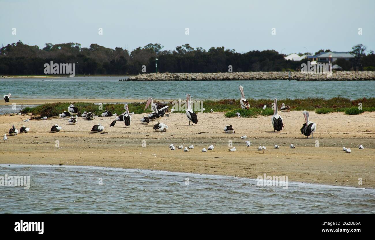 Australian wildlife birds at beach hi-res stock photography and images ...