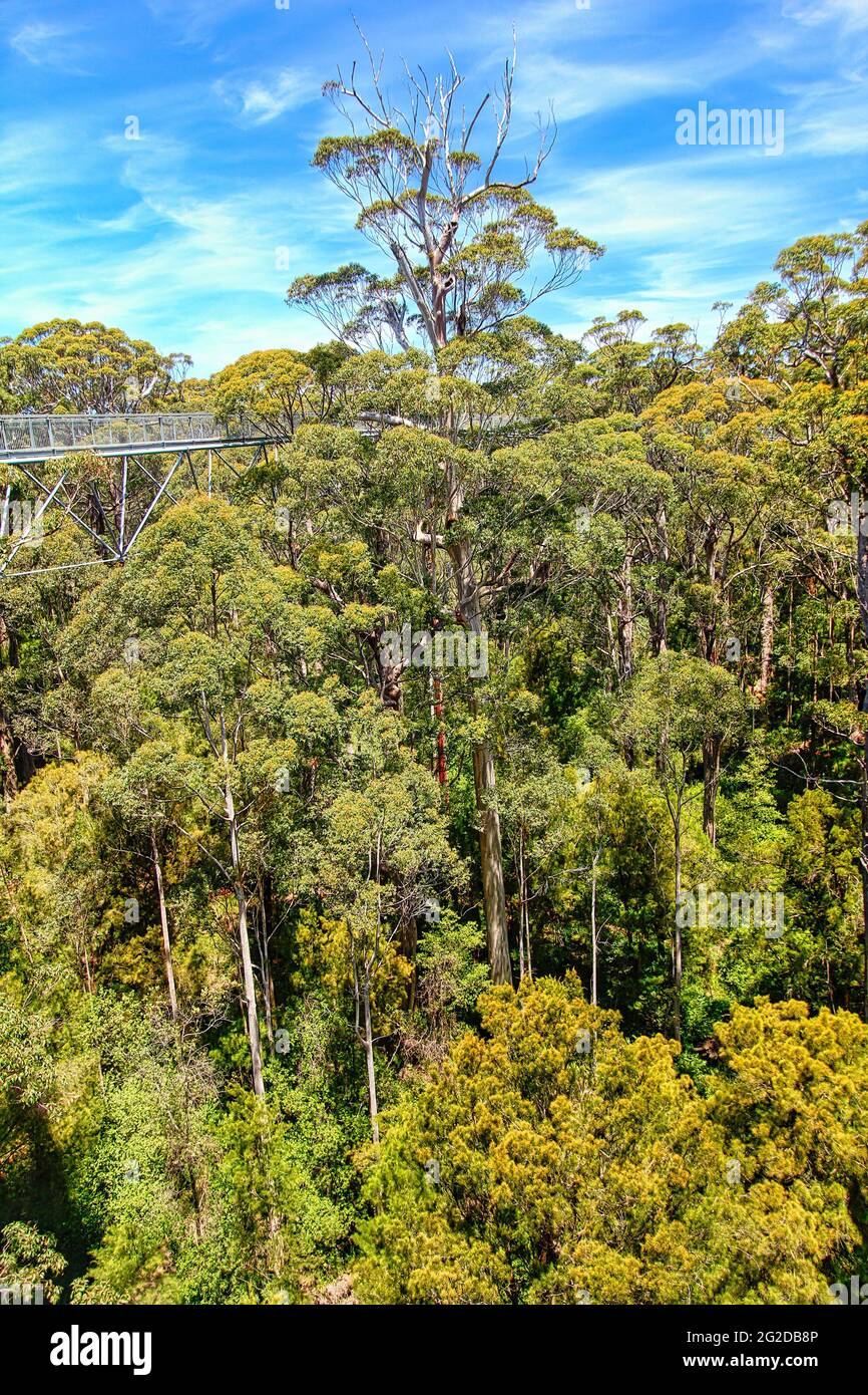 Tree top walk elevated walkway hi-res stock photography and images - Alamy