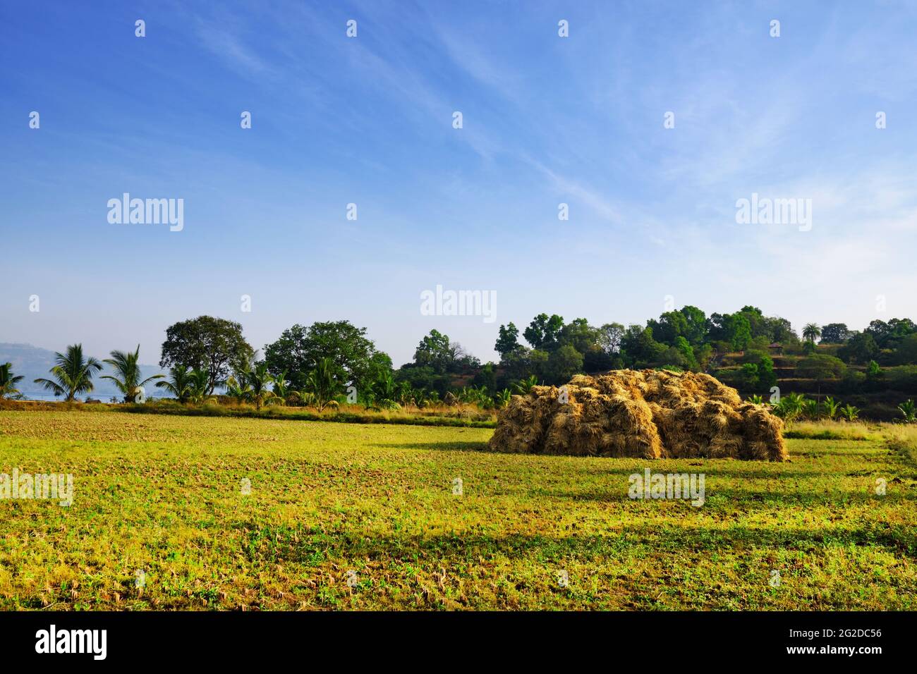 preparing paddy or rice after cutting in the field for selling in paddy ...
