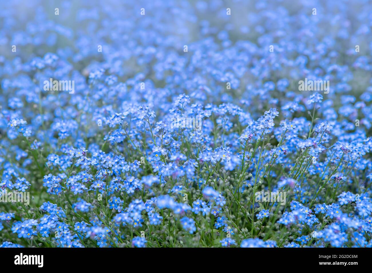 Forget Me Not Blue Eyes