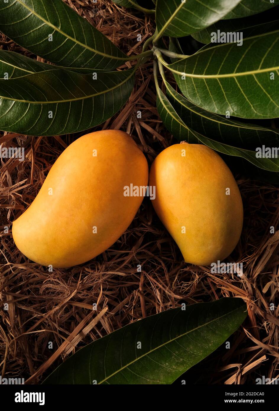 Asian mangoes hi-res stock photography and images - Alamy