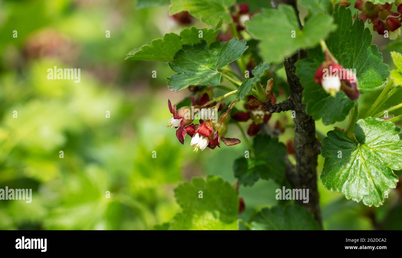 Flowers of gooseberry blooming on a branch of bush in orchard, nature ...