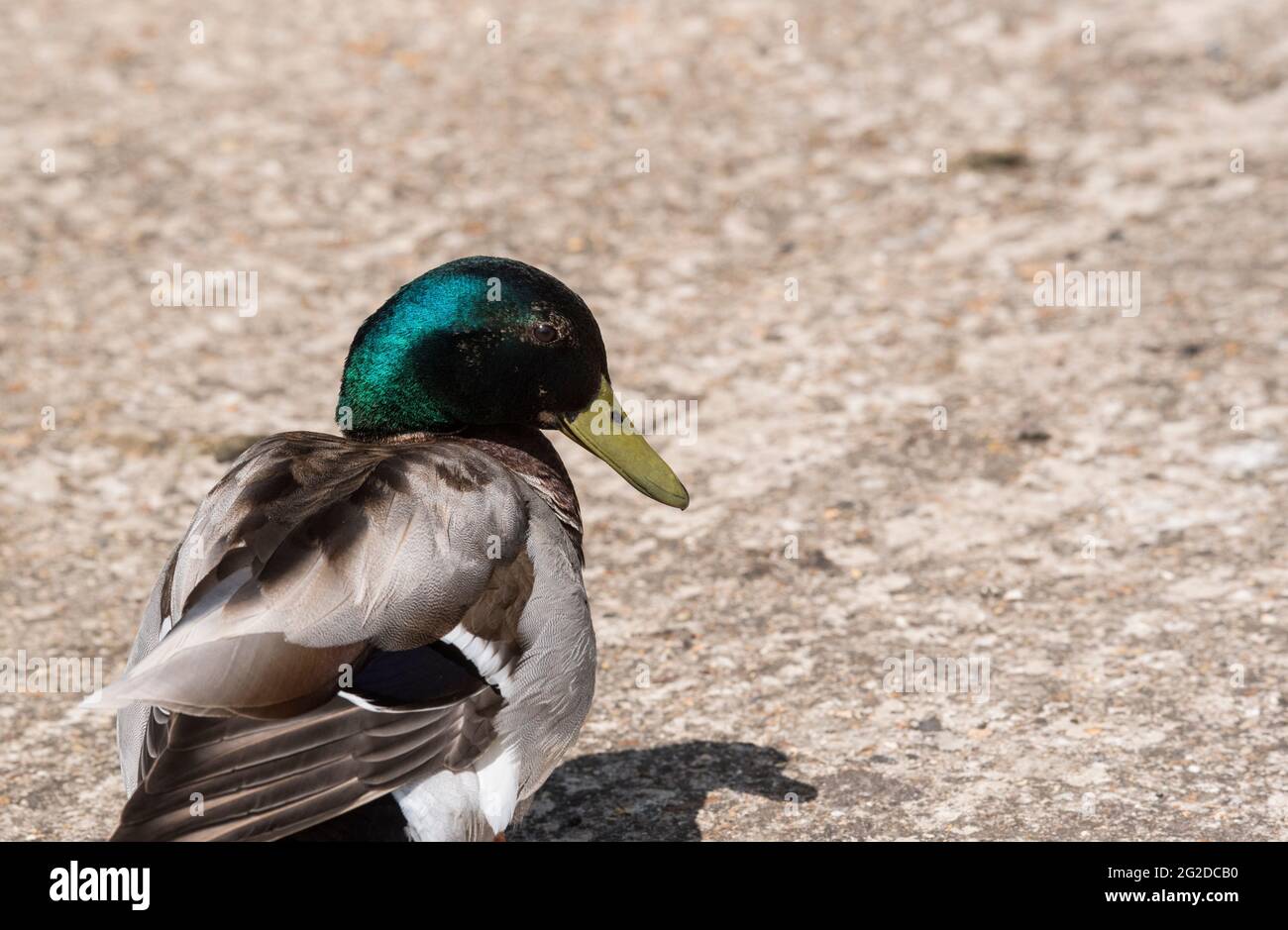 Male canard standing hi-res stock photography and images - Alamy
