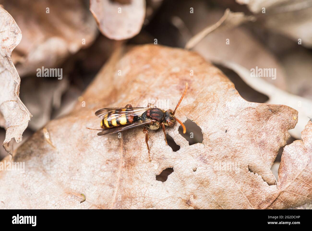 Resting Flavous Nomad Bee (Nomada flava Stock Photo - Alamy