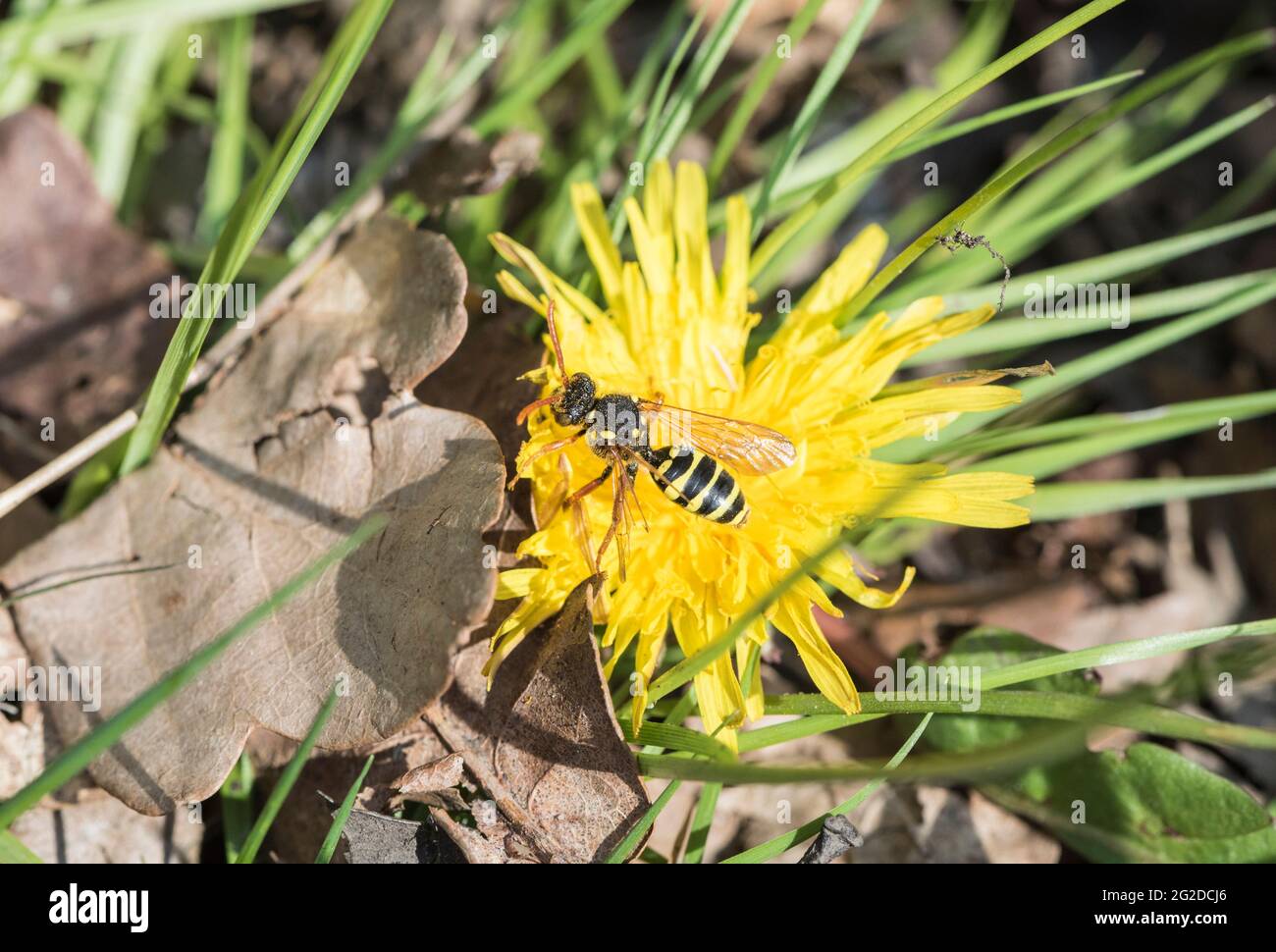 Nomada sp hi-res stock photography and images - Alamy