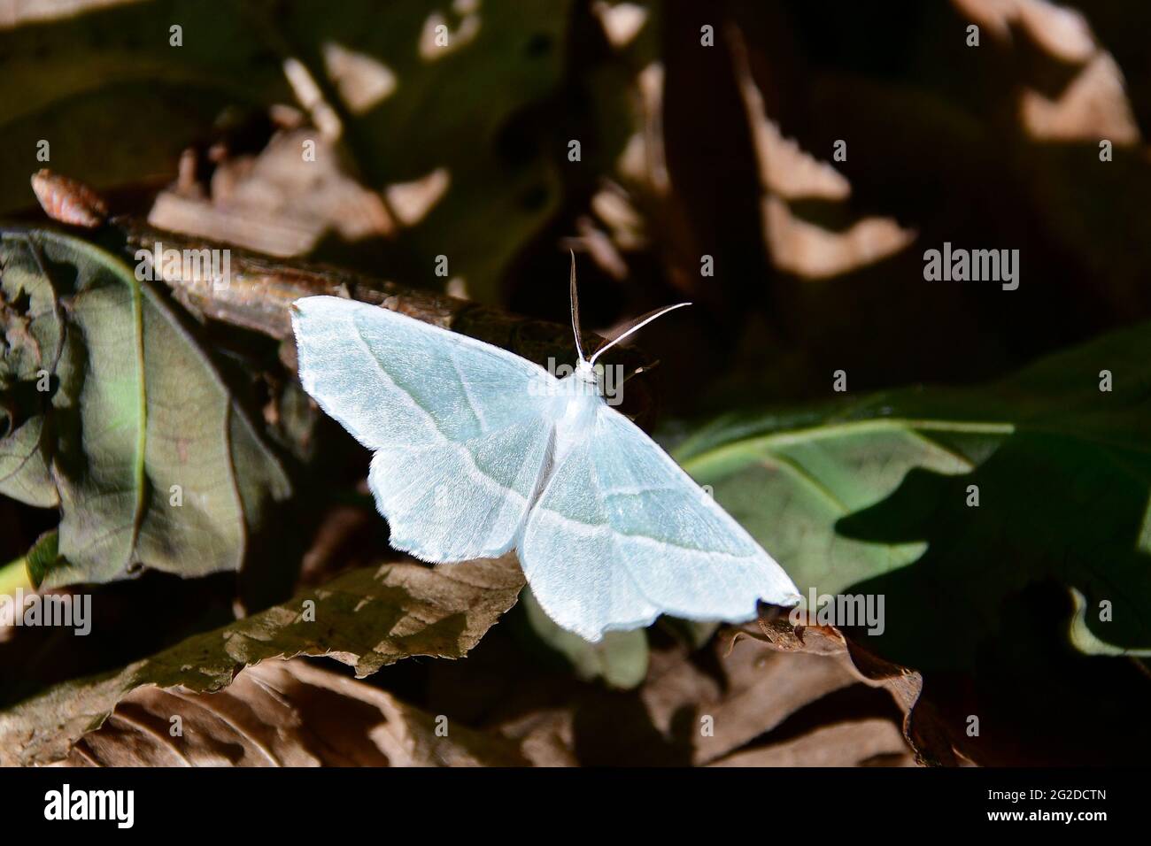 light emerald, Perlglanzspanner, Silberblatt, Campaea margaritaria ...