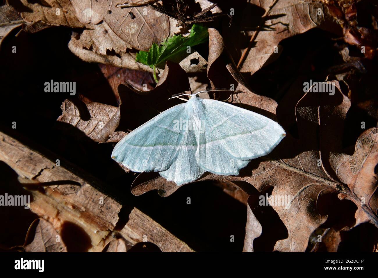 Araszolo hi-res stock photography and images - Alamy