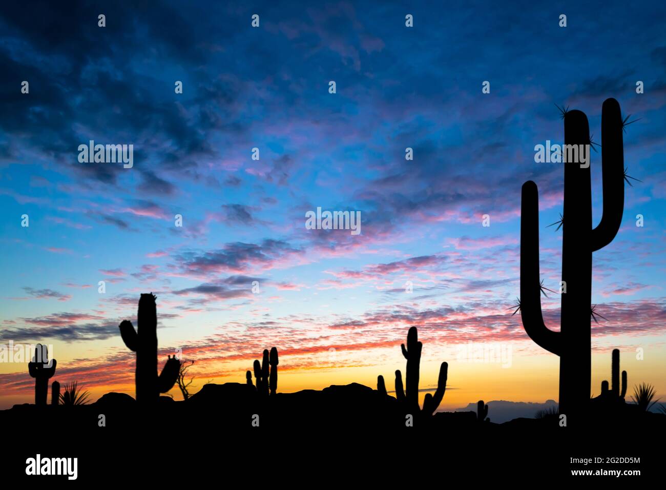 Sunset cacti silhouettes hi-res stock photography and images - Alamy