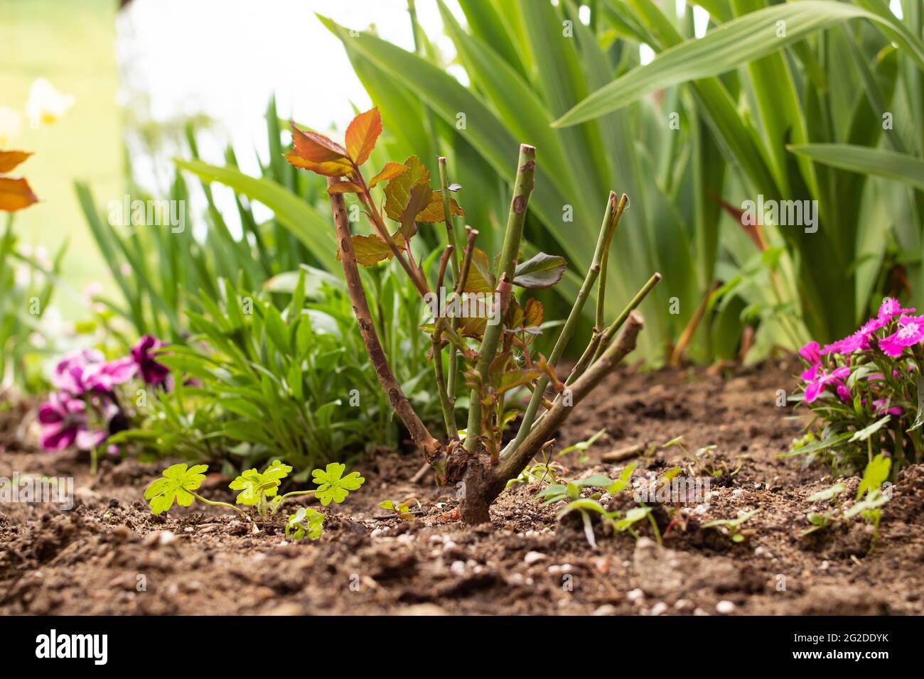 Rose sapling hi-res stock photography and images - Alamy