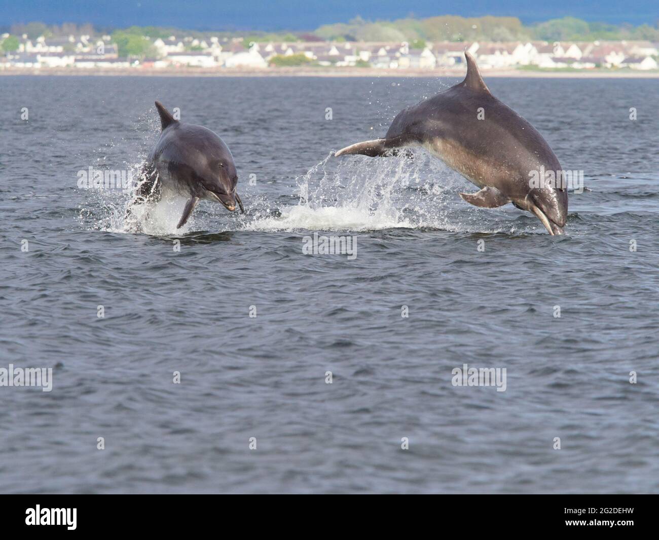 Scottish bottlenose dolphins hi-res stock photography and images - Alamy