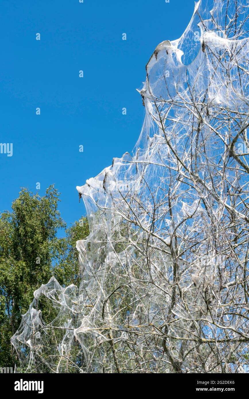Nesting white ermine moth caterpillars have enveloped a tree in a silk ...