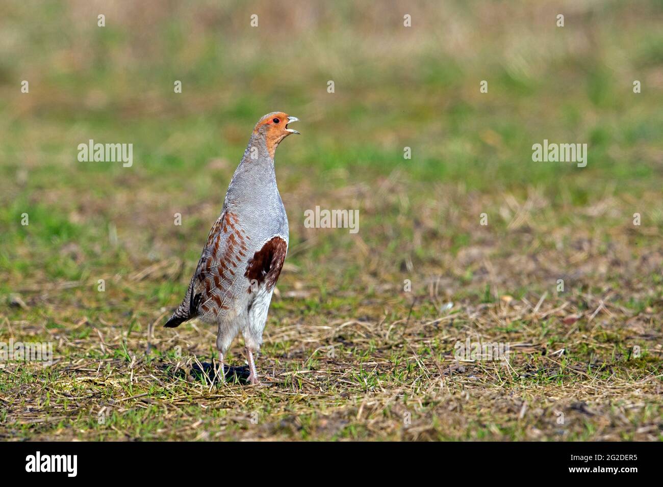 Grey partridge / English partridge / hun (Perdix perdix) male calling ...