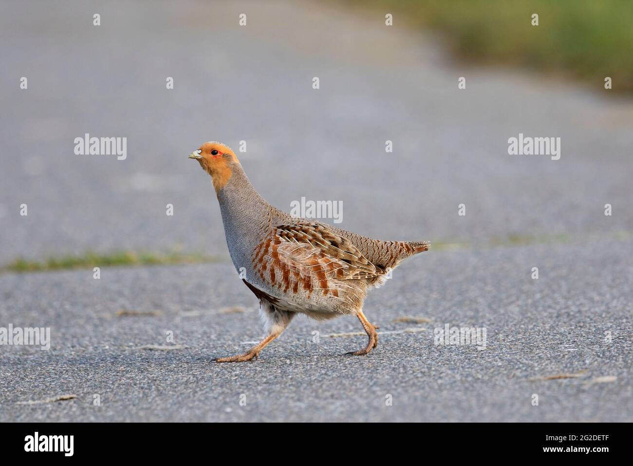 Grey partridge / English partridge / hun (Perdix perdix) male crossing ...