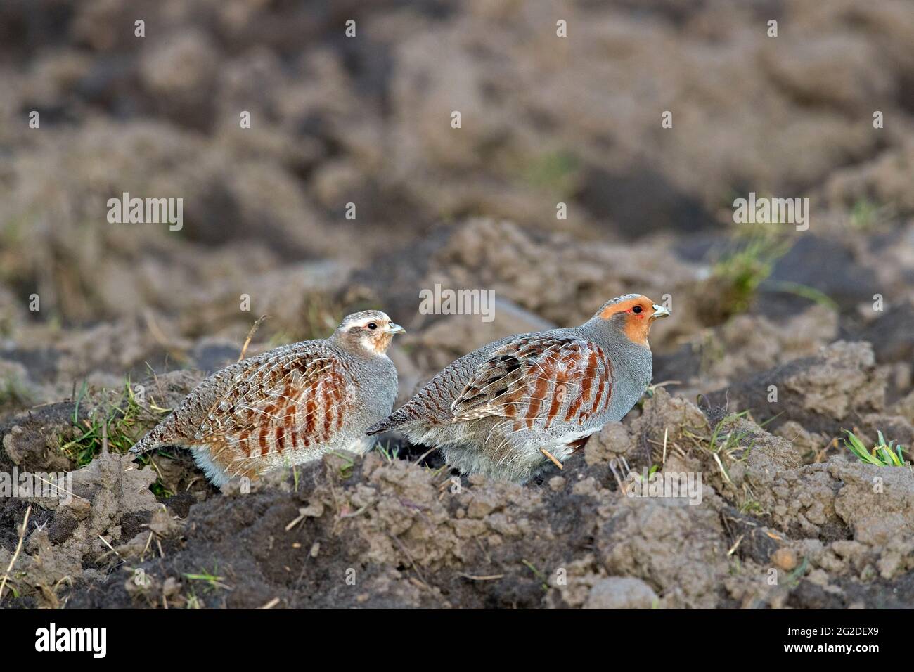 Grey partridge / English partridges / hun (Perdix perdix) male and ...