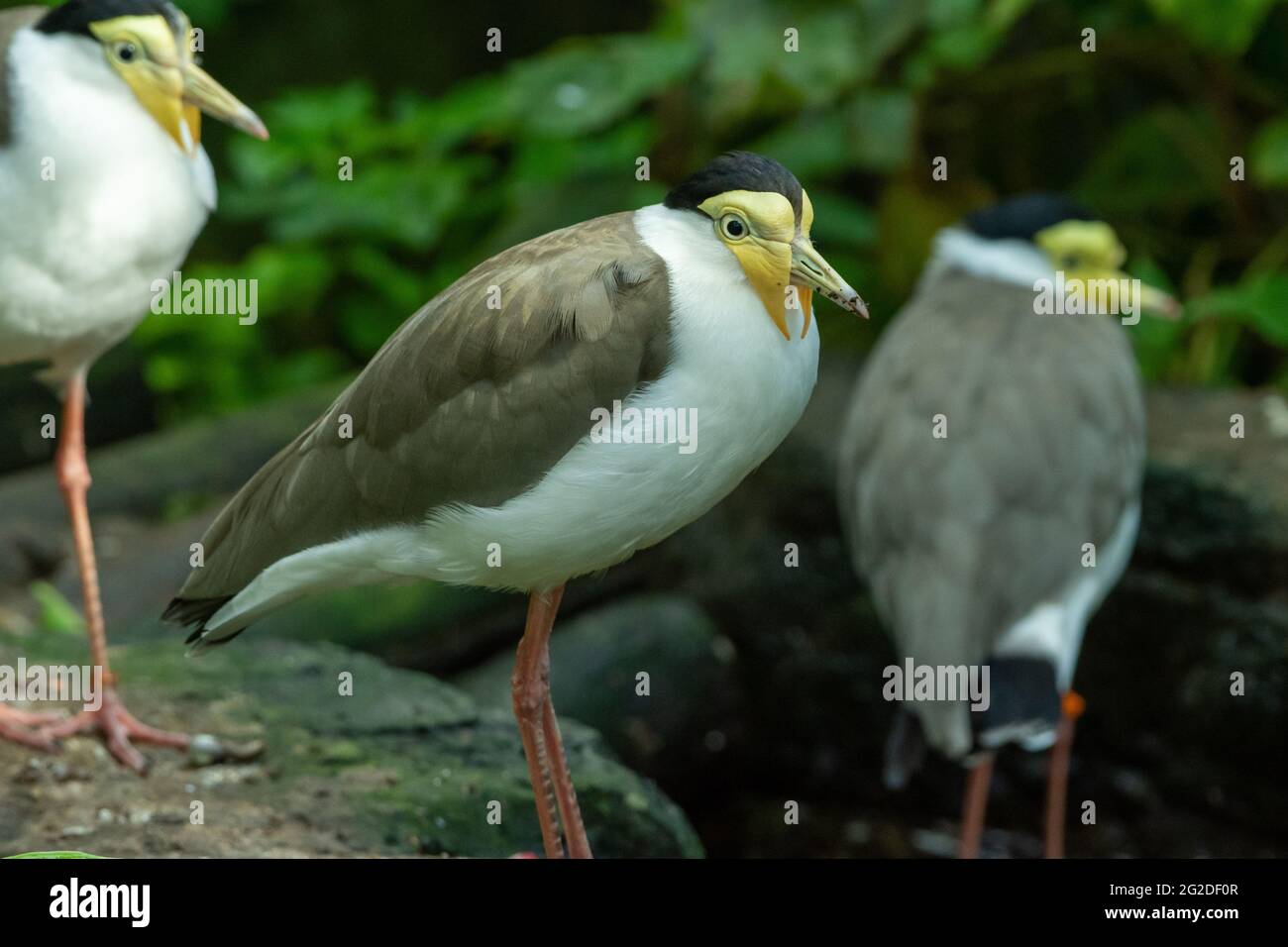 A group of masked lapwing (Vanellus miles) white and grey with yellow ...