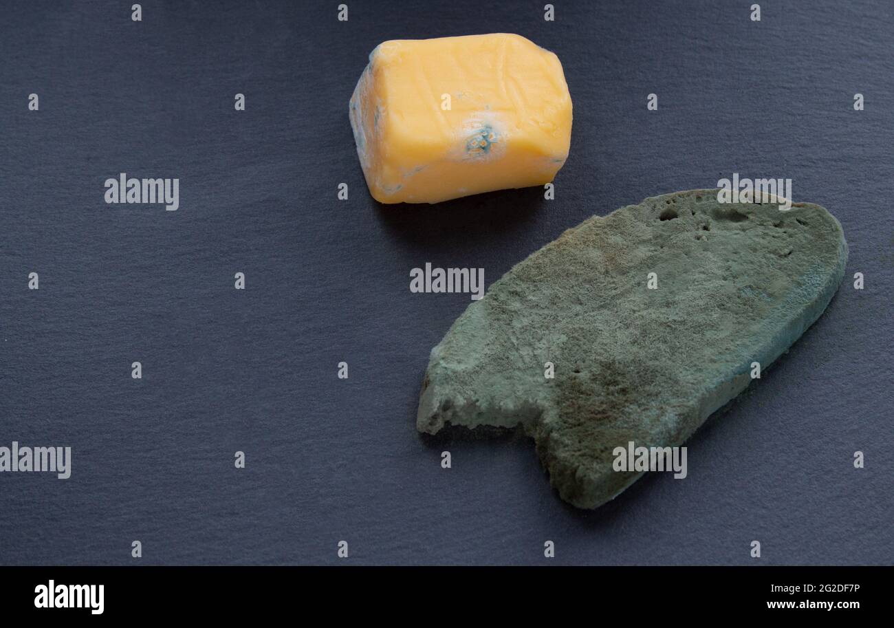 A piece of moldy bread and cheese. Spoiled food, unfit for consumption ...