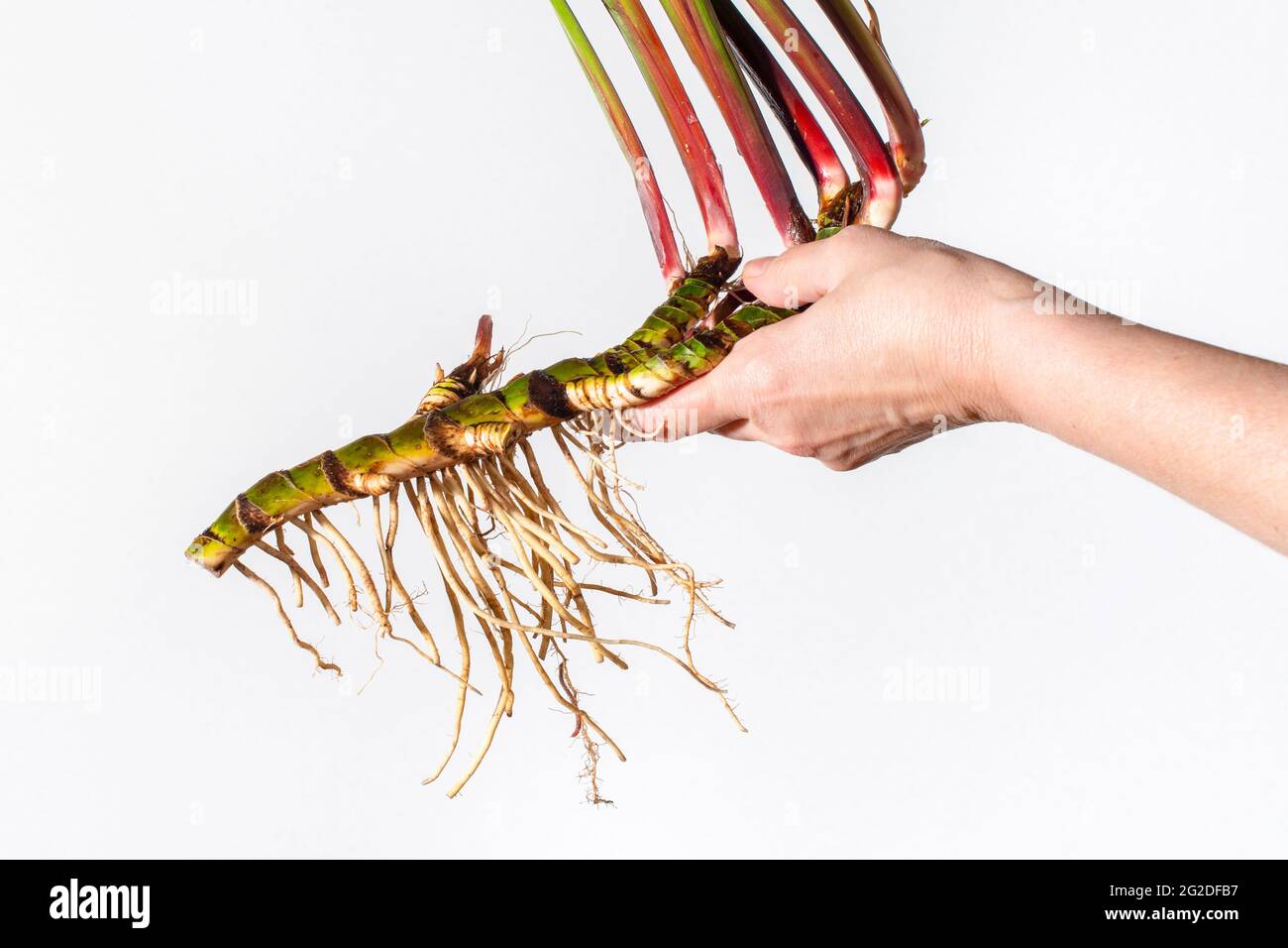 Hand holding Acorus calamus roots, also known as sweet flag, isolated ...