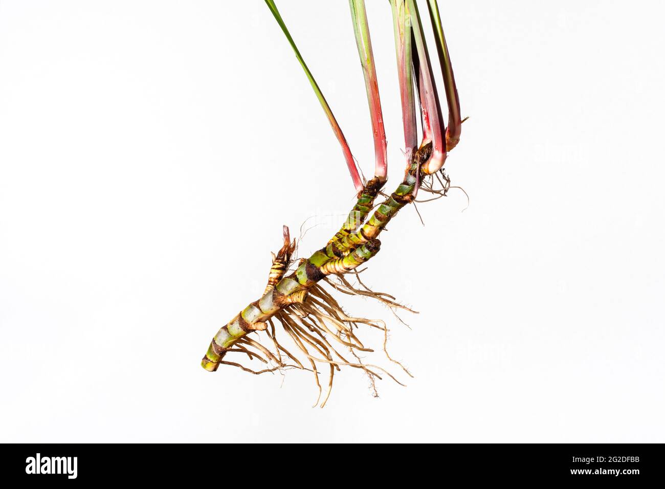 Fresh Acorus calamus roots, also known as sweet flag, isolated on light ...
