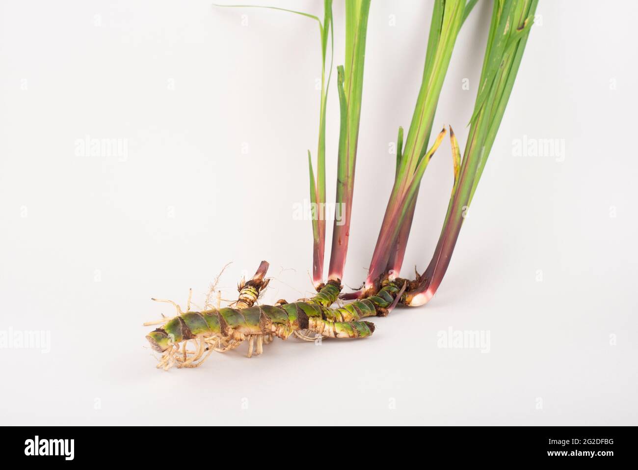 Fresh Acorus calamus roots, also known as sweet flag, isolated on light ...