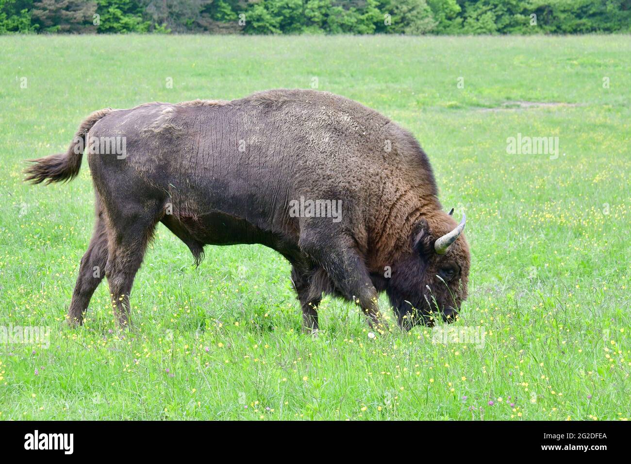 European bison, wisent, Europäische Bison, európai bölény, Bison ...