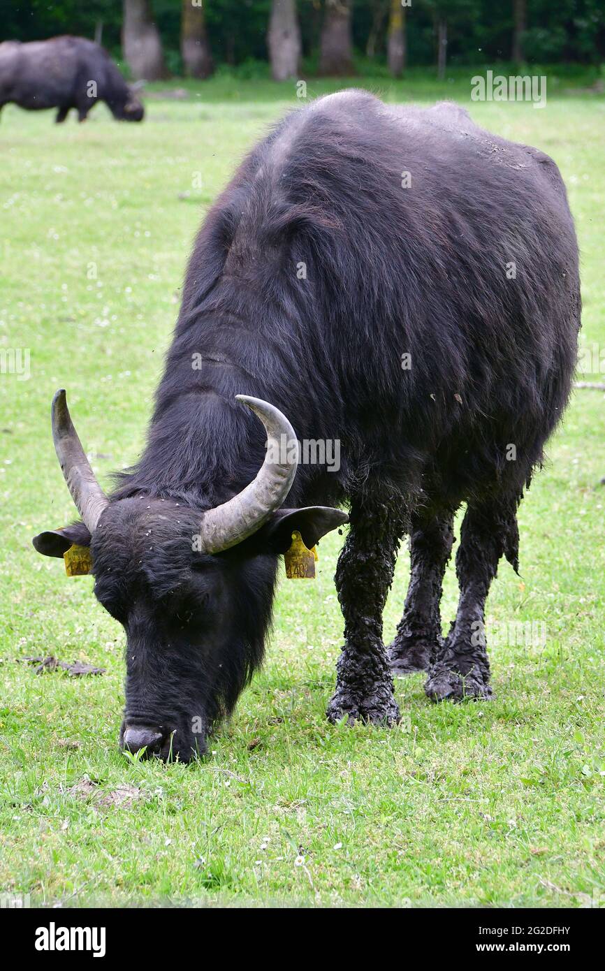 Black buffle hi-res stock photography and images - Alamy