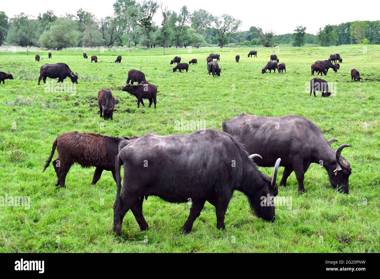 Water buffalo, domestic water buffalo, Wasserbüffel, Buffle domestique ...