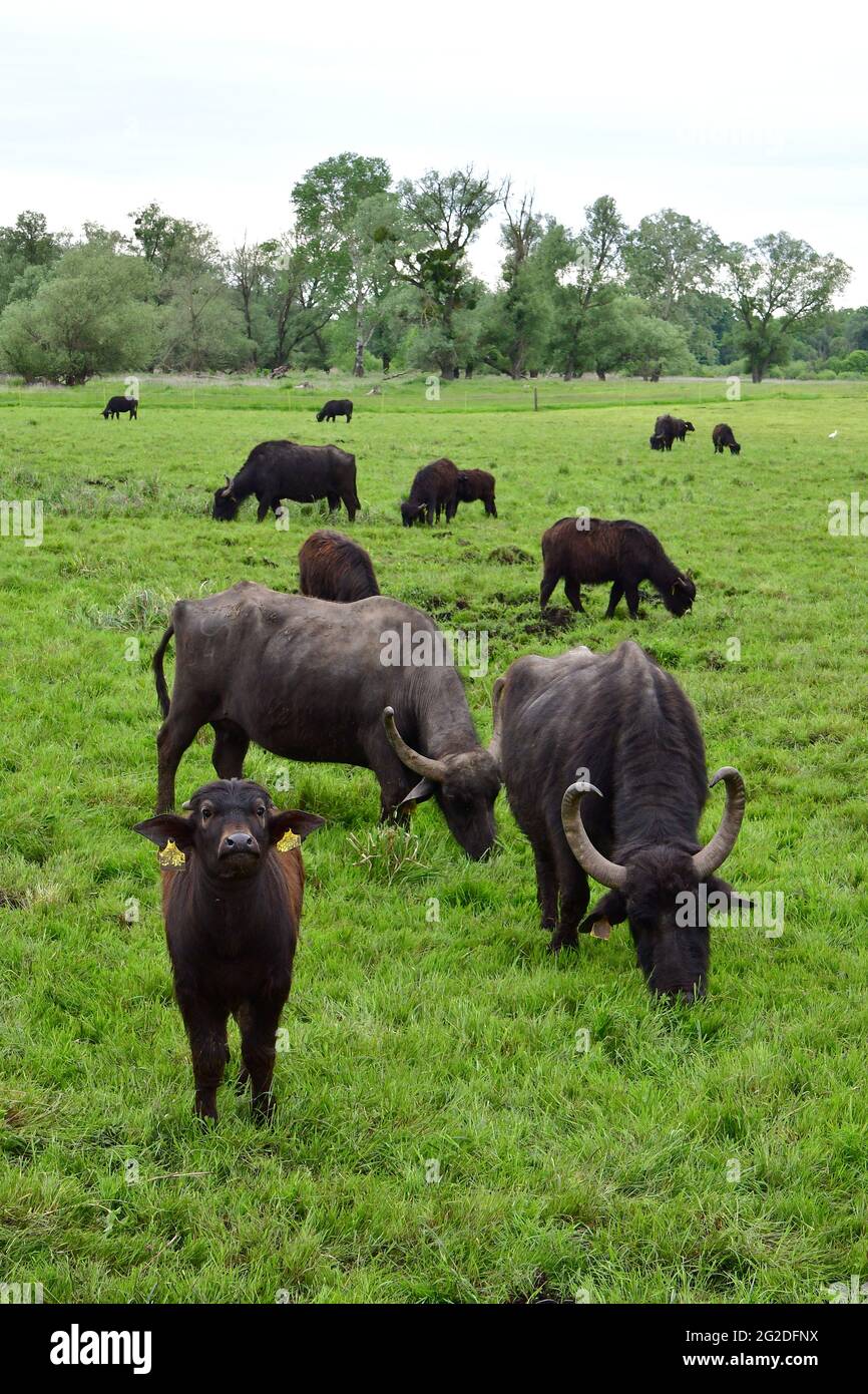 Vizibivaly hi-res stock photography and images - Alamy