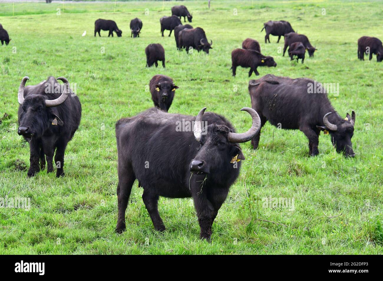 Black buffle hi-res stock photography and images - Alamy