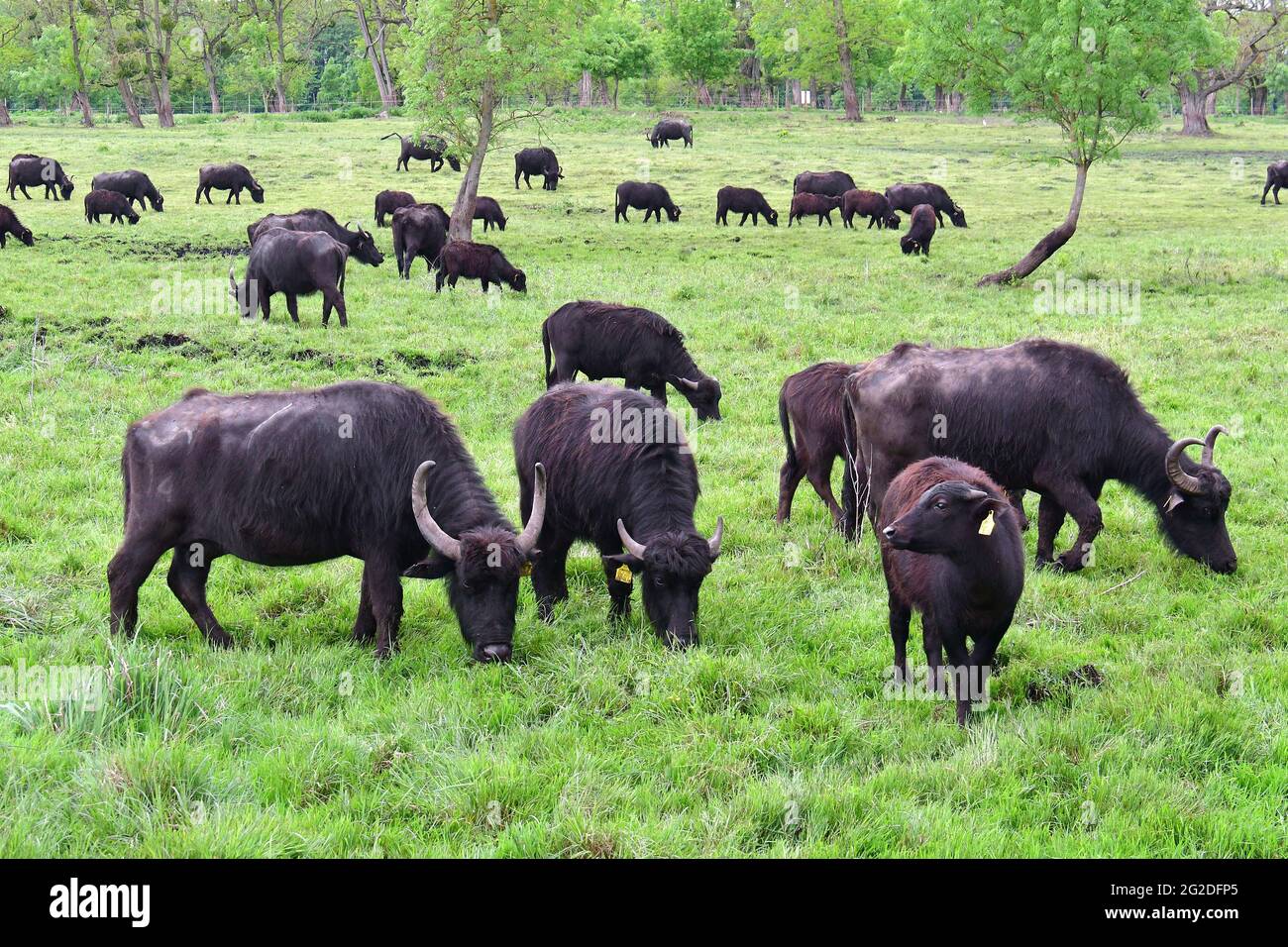 Black buffle hi-res stock photography and images - Alamy