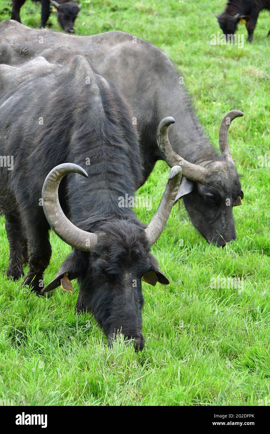 Water buffalo, domestic water buffalo, Wasserbüffel, Buffle domestique ...