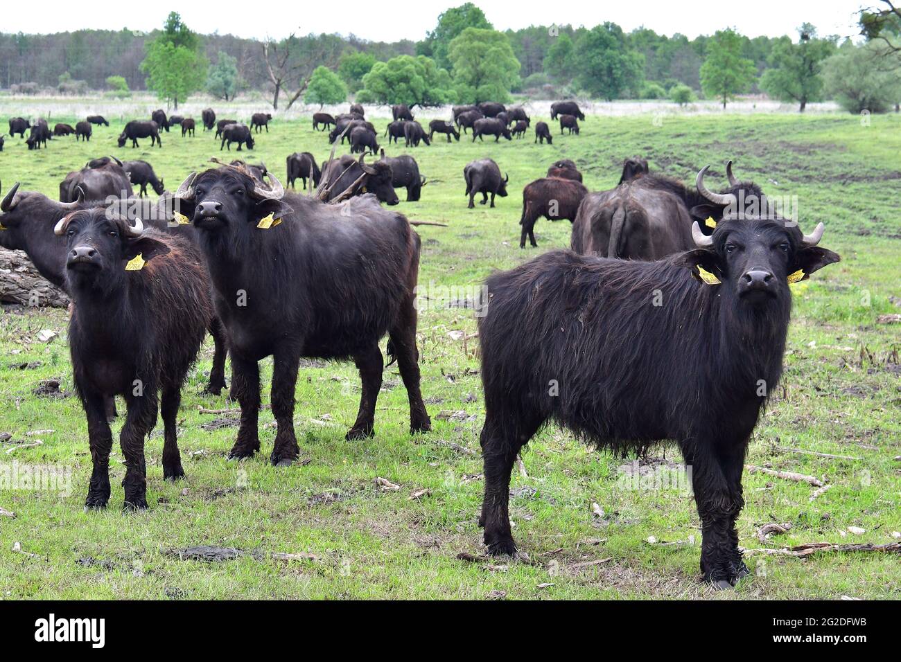 Black buffle hi-res stock photography and images - Alamy