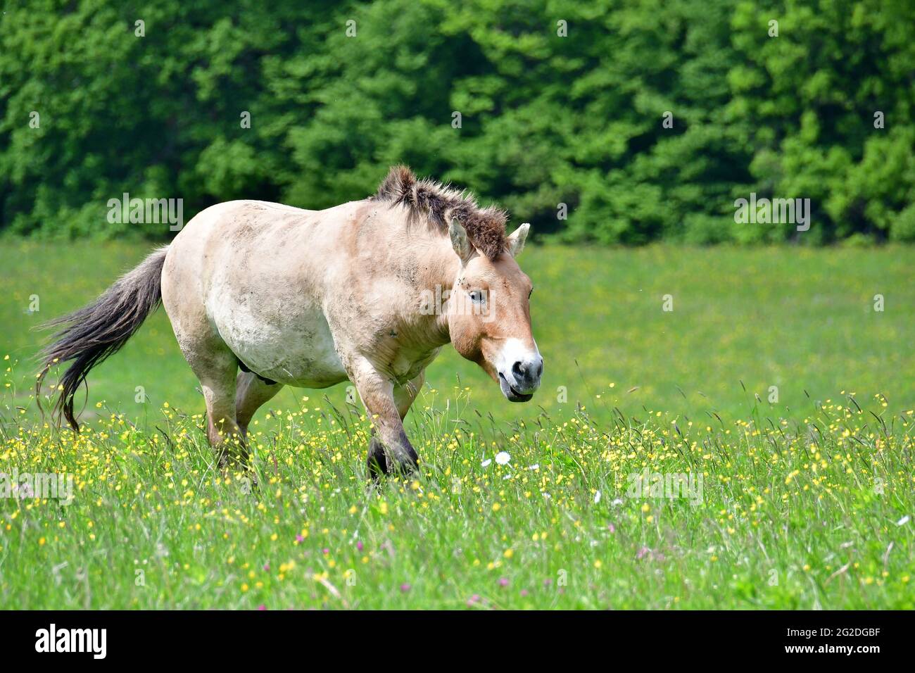 Przewalski's horse, Mongolian wild horse or Dzungarian horse ...
