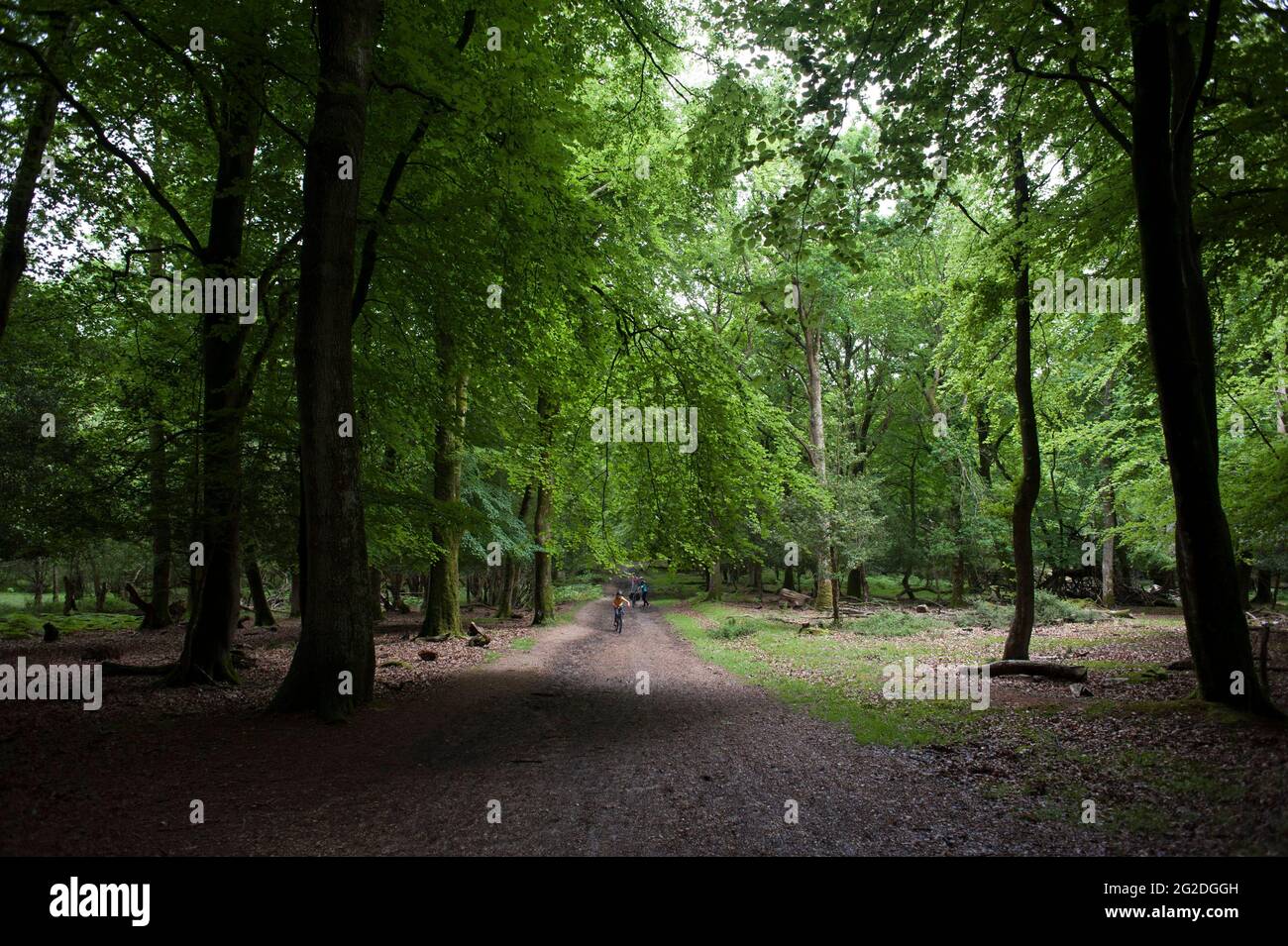 Riding a bike through the New Forest on cycle paths past stacks of ...