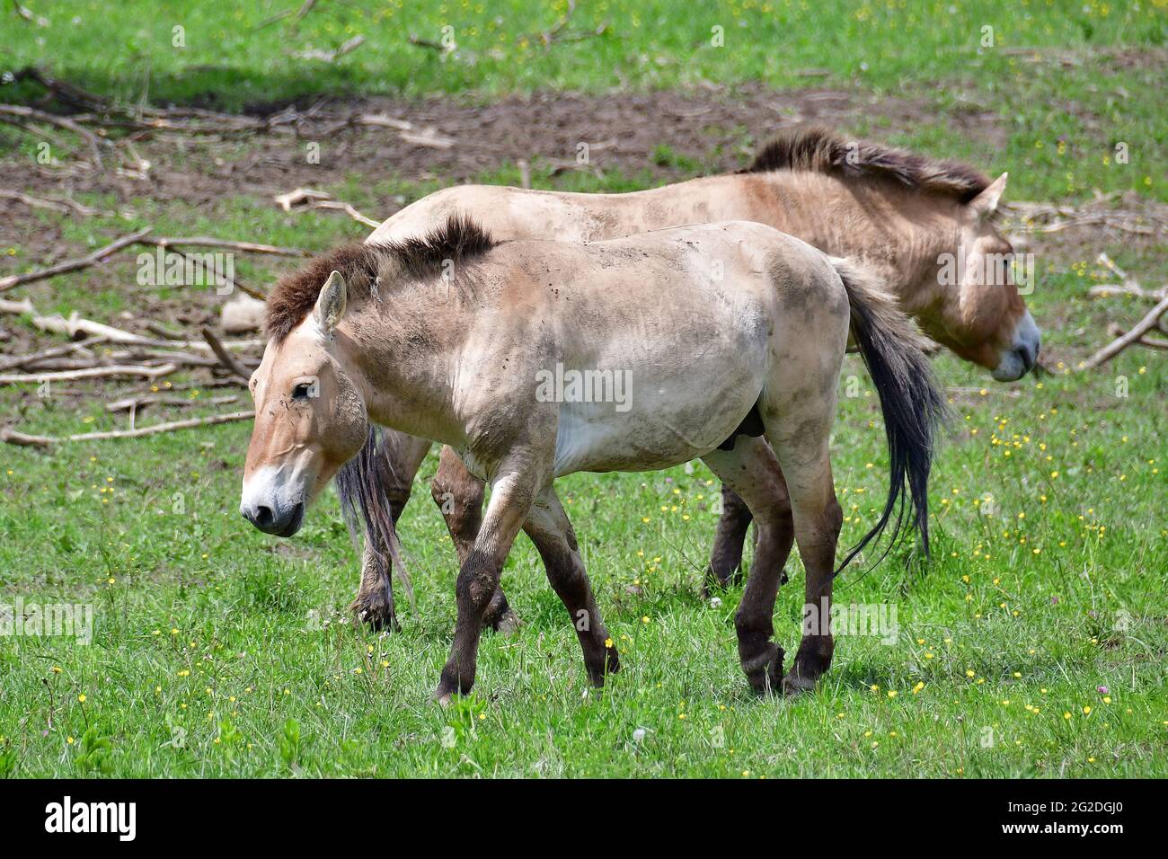 Przewalski's horse, Mongolian wild horse or Dzungarian horse ...