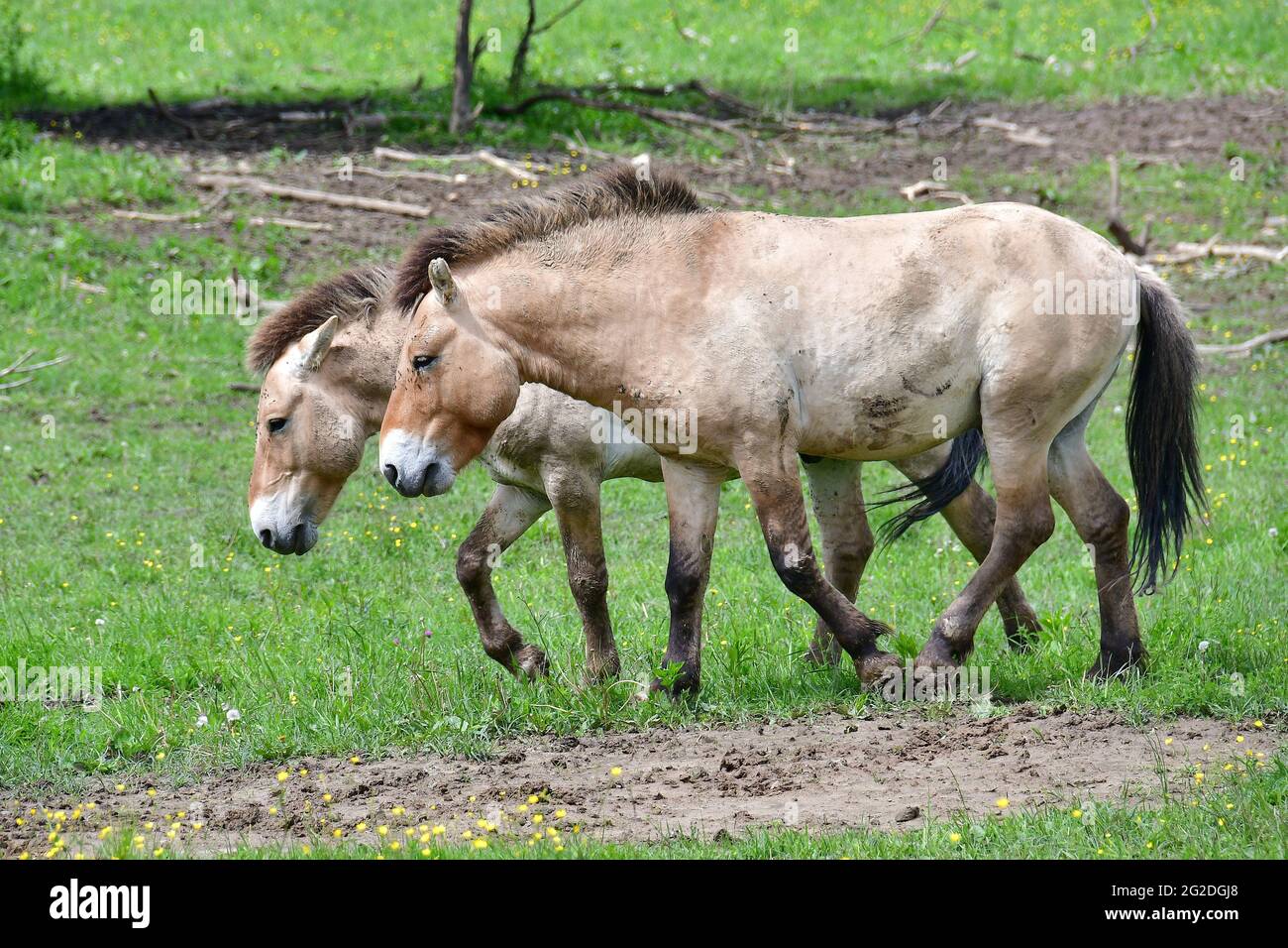 Przewalski's horse, Mongolian wild horse or Dzungarian horse ...