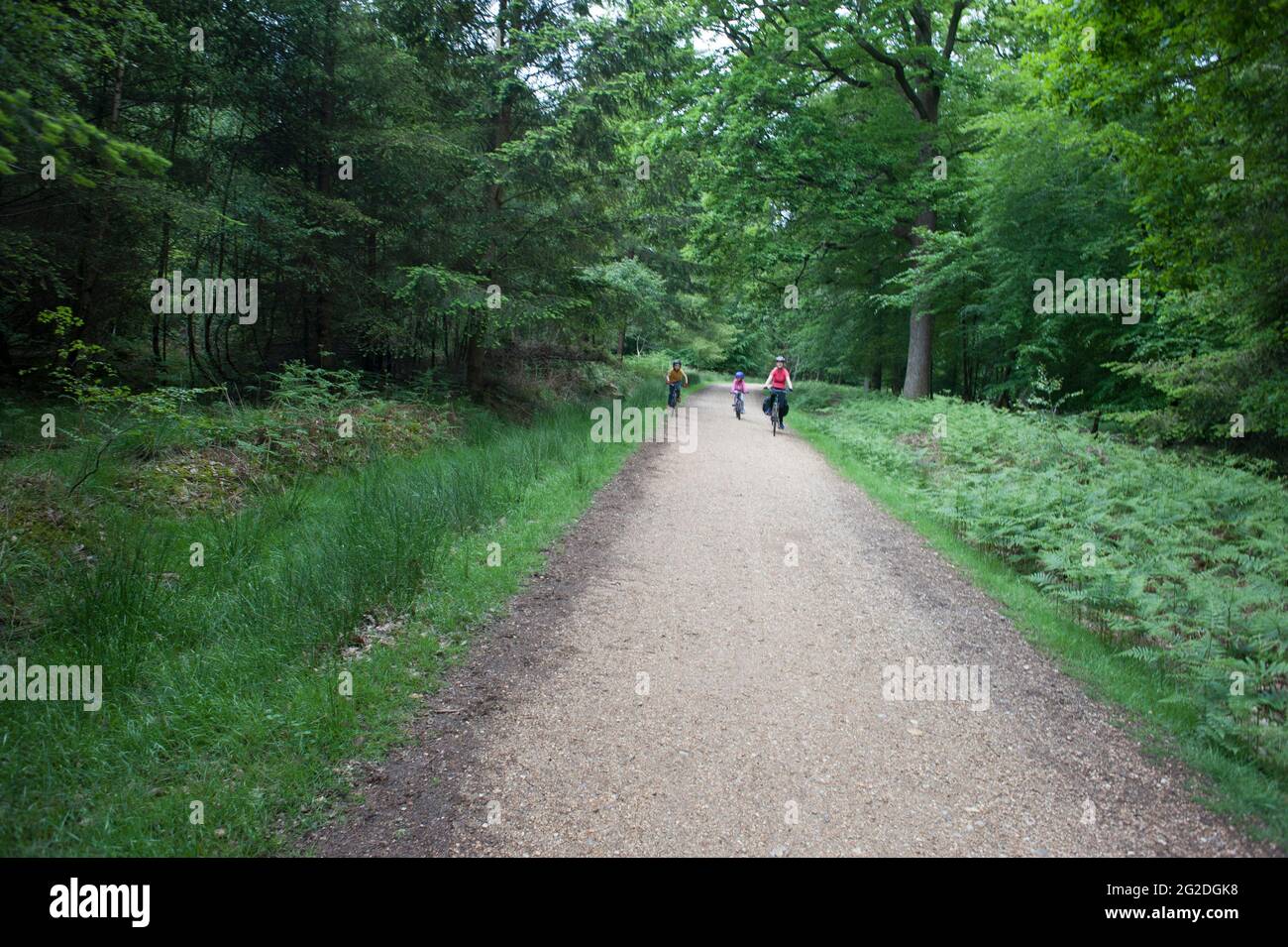 Riding a bike through the New Forest on cycle paths past stacks of ...