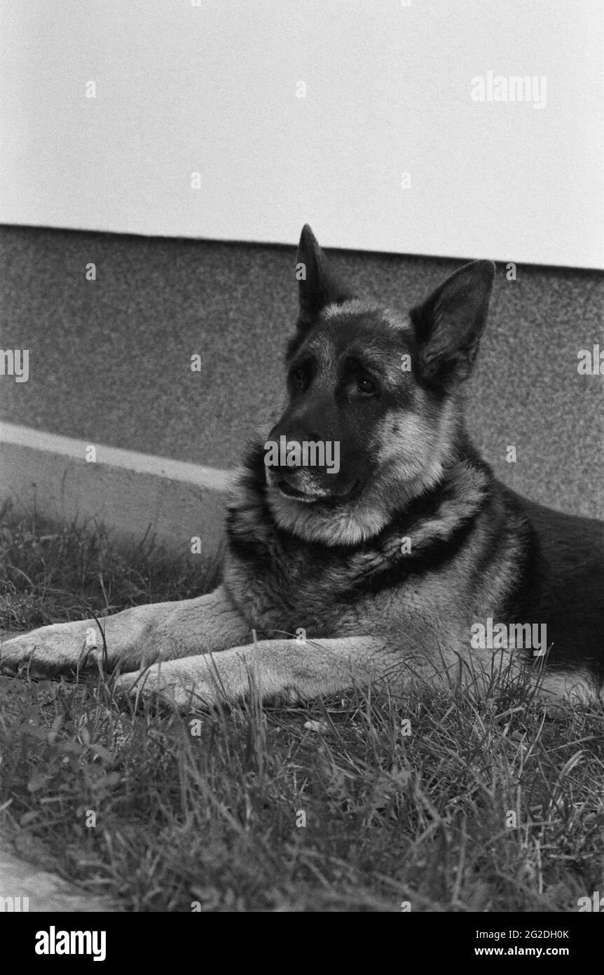 White german shepherd black Black and White Stock Photos & Images - Alamy
